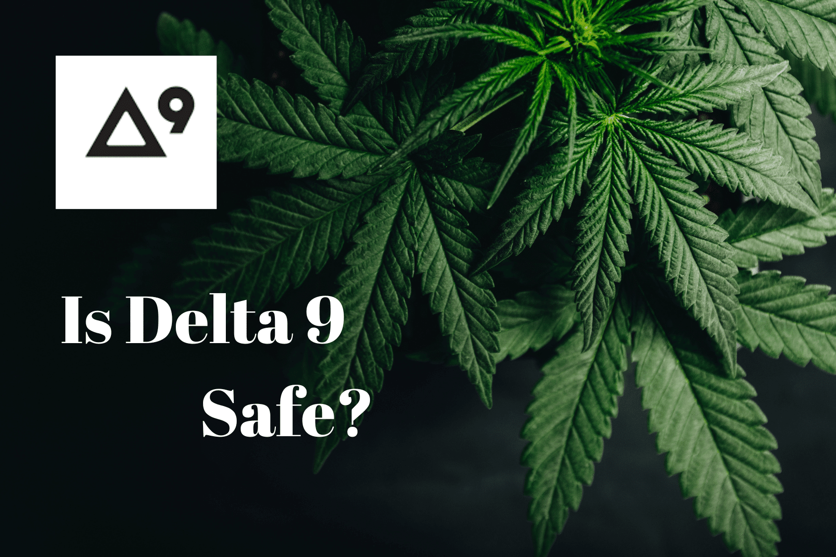 Is Delta 9 Safe? | Phoenix Rising Recovery